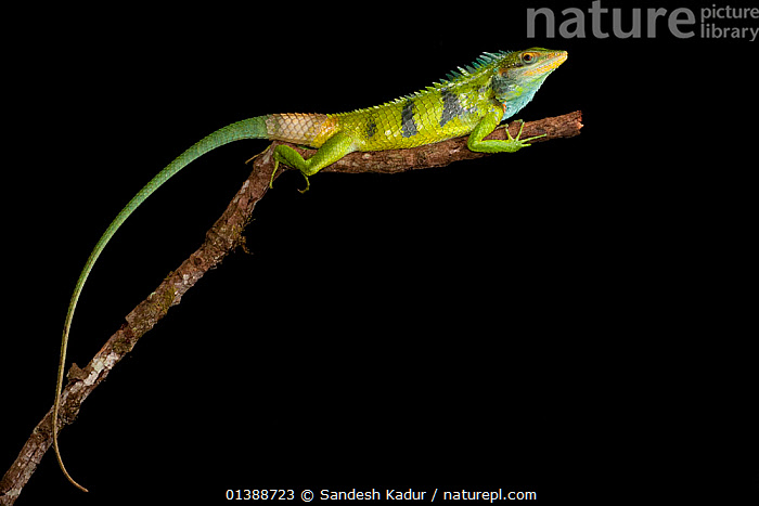 Stock photo of Lizard (Calotes grandisquamis) on branch, Western Ghats ...