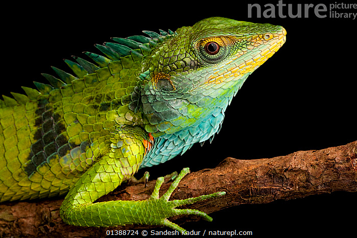 Stock photo of Lizard (Calotes grandisquamis) head portrait, Western ...