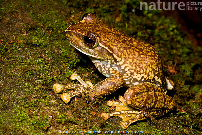 Stock photo of Frog, unknown species, Western Ghats, Southern India ...