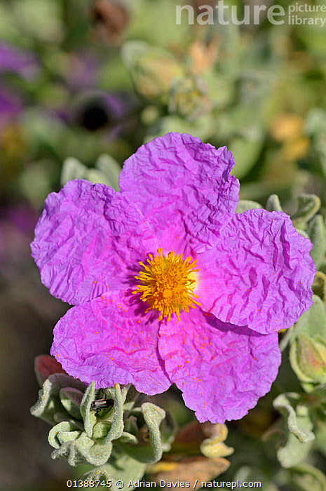 Stock photo of Grey leaved cistus (Cistus albidus) close up of flower ...