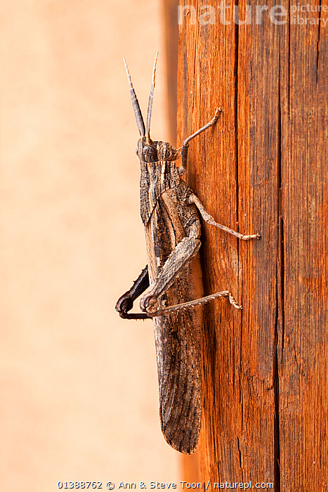 Stock photo of Rain locust (Lamarckiana sp) Kgalagadi Transfrontier NP ...