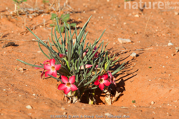 Stock photo of Adenium (Adenium oleifolium) in flower Kgalagadi ...