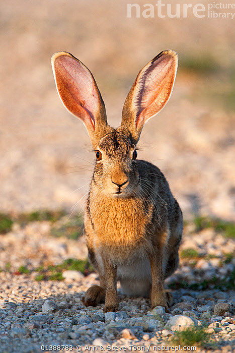 Stock photo of Cape hare (Lepus capensis) Kgalagadi Transfrontier ...