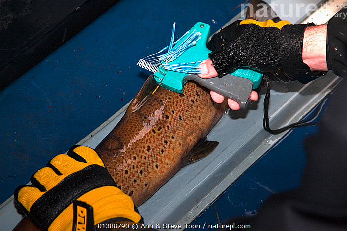 Stock photo of Attaching identification tag to Atlantic salmon (Salmo ...