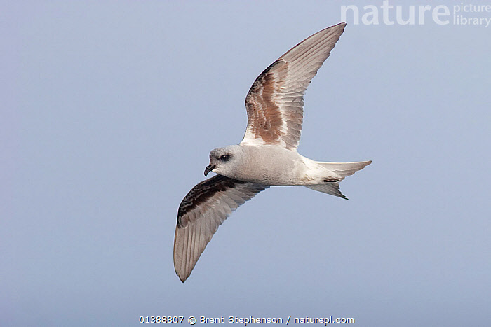 Stock photo of Fork-tailed storm-petrel (Oceanodroma furcata) in flight ...