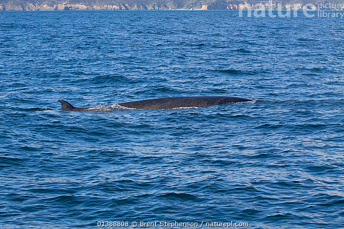 Stock photo of Bryde's whale (Balaenoptera edeni) breaks the surface of ...