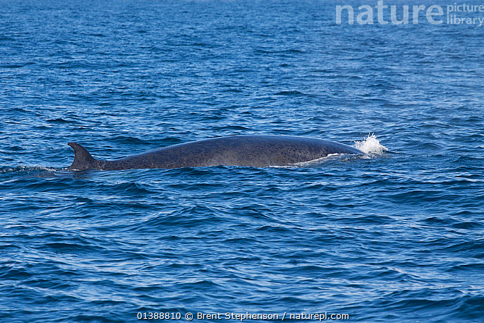 Stock photo of Bryde's whale (Balaenoptera edeni) breaks the surface of ...