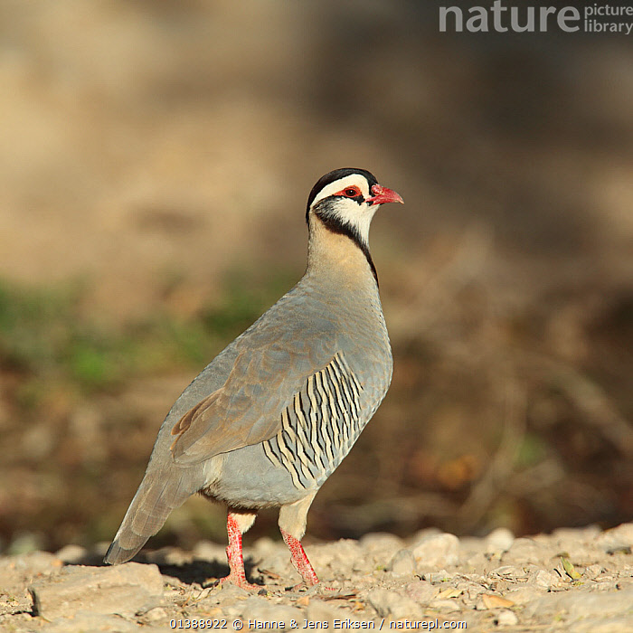Stock photo of Arabian partridge (Alectoris melanocephala) standing ...