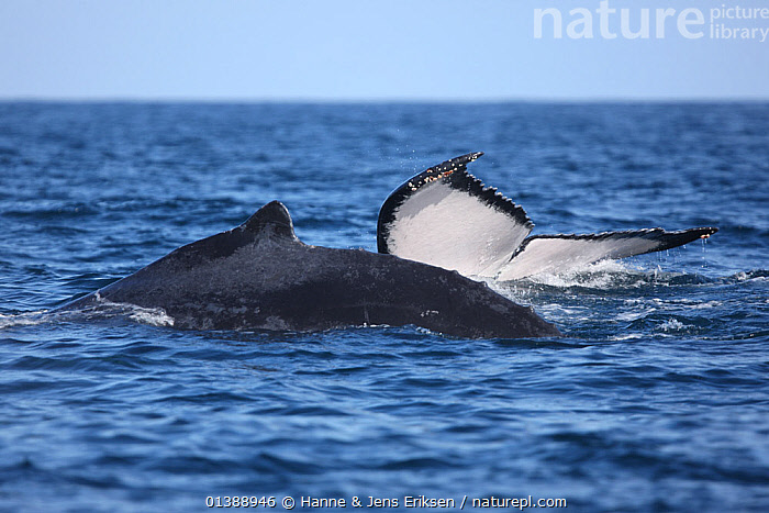 Stock photo of Humpback whale (Megaptera novaeangliae) fluke and fin ...