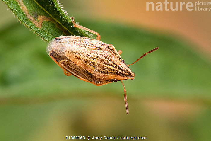 Stock photo of Bishop's Mitre Shield Bug (Aelia acuminata ...