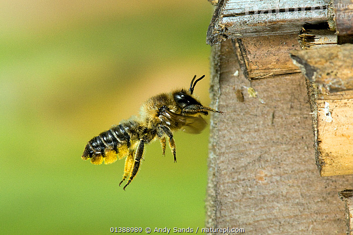 Stock photo of Leaf Cutter Bee (Megachile willughbiella) flying back to ...