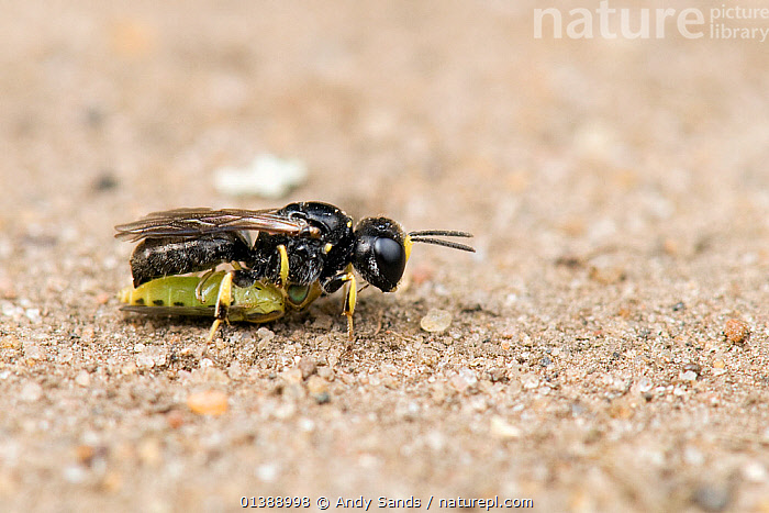 Stock photo of Digger Wasp (Lindenius panzeri) with a chloropid fly ...