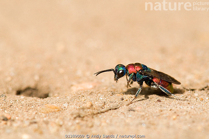 Stock photo of Ruby Tailed Wasp (Hedychrum niemelai / rutilans ...
