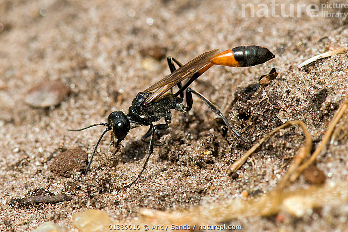 Stock photo of Sand Wasp (Ammophila sabulosa) kicking sand back with ...
