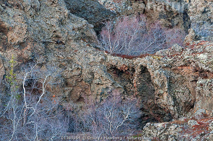 Stock photo of Birch trees growing on lava formations created by an ...