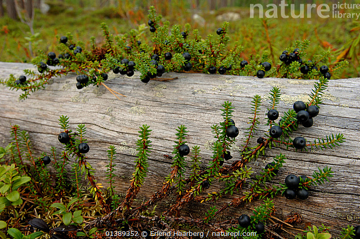 Stock photo of Crowberry (Empetrum nigrum) with ripe berries growing ...