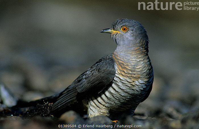 Stock photo of Female Common cuckoo (Cuculus canorus) portrait, Norway ...