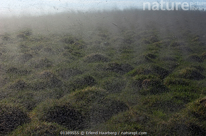 Stock photo of Midges (Chironomus islandicus) swarming, Myvatn, Iceland ...