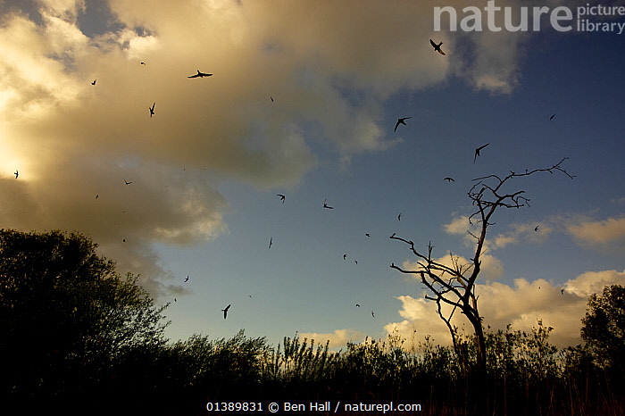 Stock photo of Common swifts (Apus apus) and Barn swallows (Hirundo ...