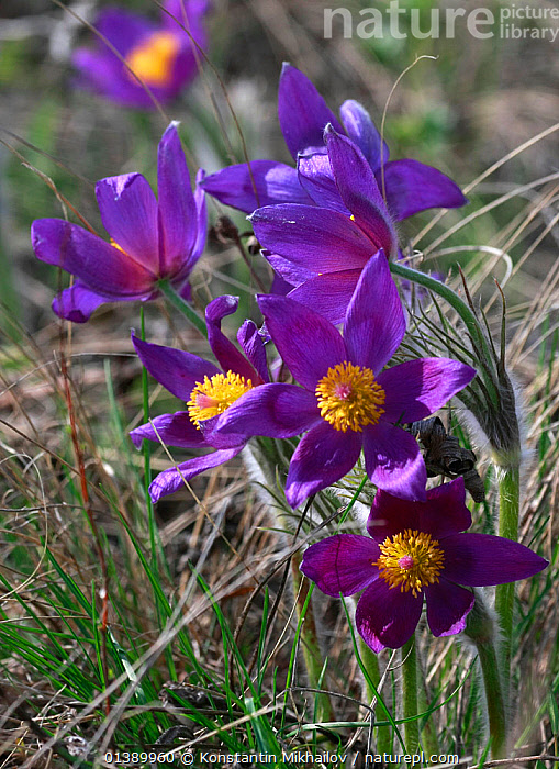 Pasque Flower In The Tundra