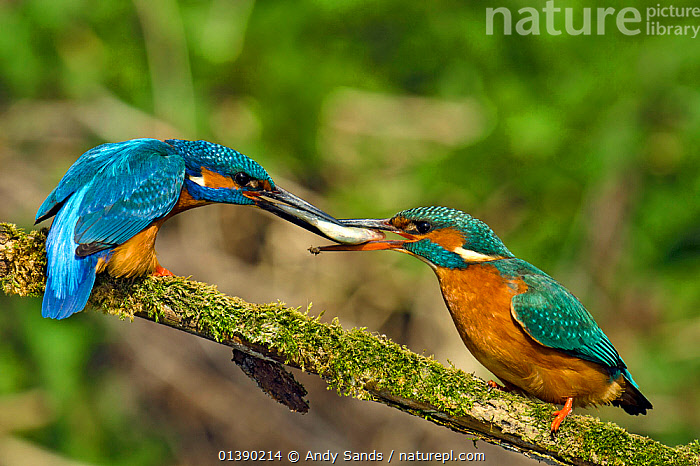 Stock photo of Kingfisher (Alcedo atthis) male passing fish to female ...