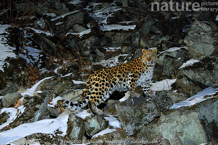 Stock photo of Wild female Amur leopard (Panthera pardus orientalis) on ...