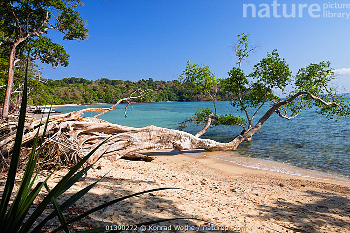 Stock photo of Coastal Rainforest, Chiriya Tapu, South Andaman, Andaman ...