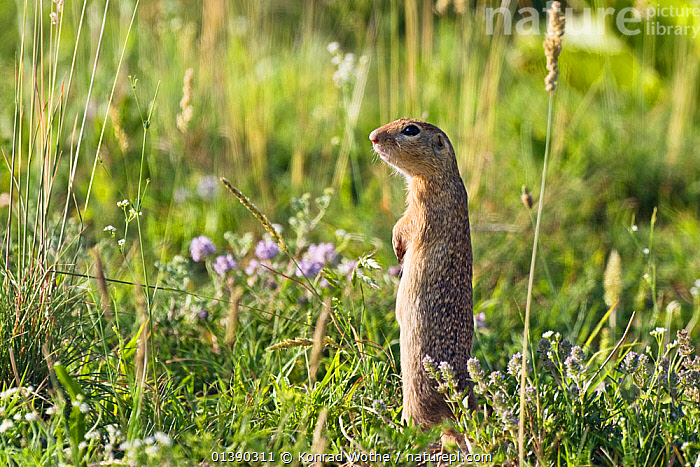 Spotted Ground Squirrel