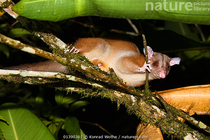 Stock photo of Woolly Opossum (Caluromys derbianus) in lowland ...