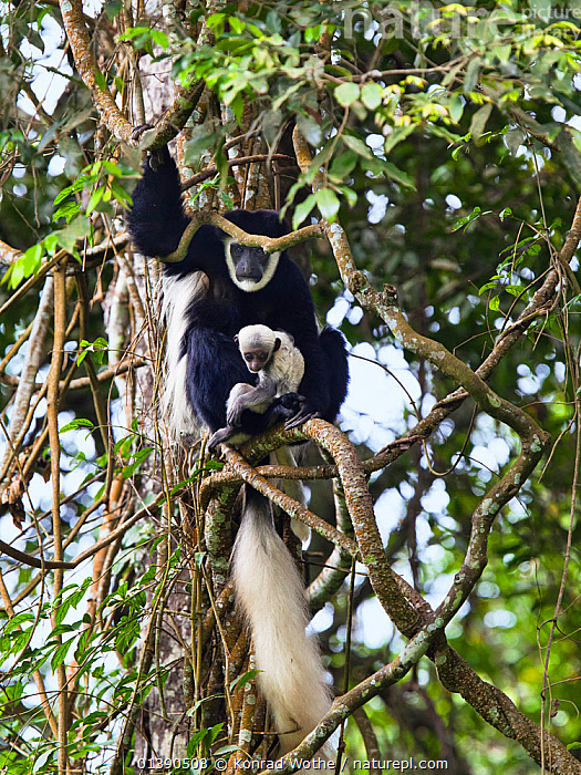 Stock photo of Black and White Colobus monkey (Colobus guereza) with ...