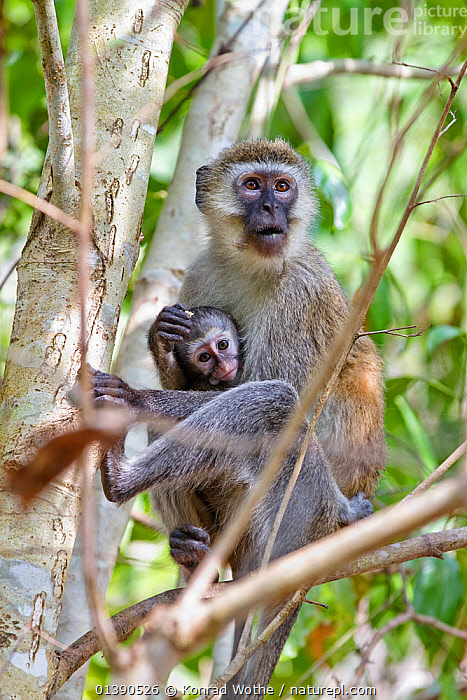 Stock photo of Black-faced Vervet monkeys (Cercopithecus pygerythrus ...
