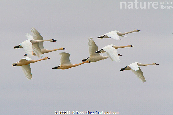 Stock photo of Trumpeter swan (Cygnus buccinator) flock in flight ...
