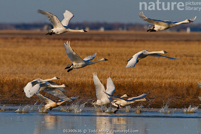 Stock photo of Trumpeter swan (Cygnus buccinator) flock taking off from ...