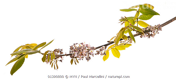 Stock photo of Florida fishpoison tree / Jamaican dogwood / Fishfuddle ...