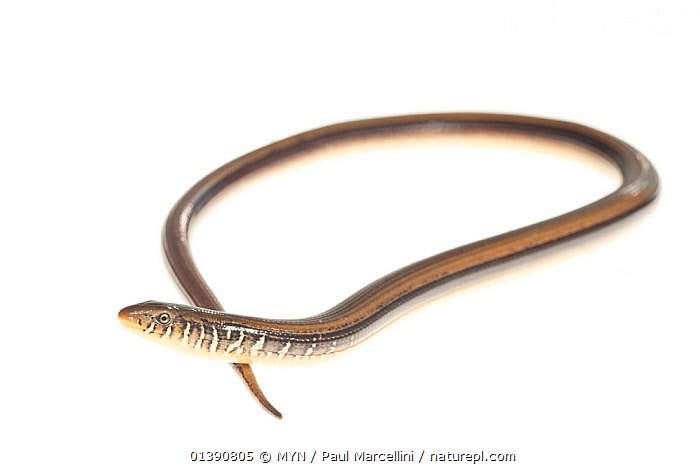 Stock photo of Eastern glass lizard (Ophisaurus ventralis) Hendry ...