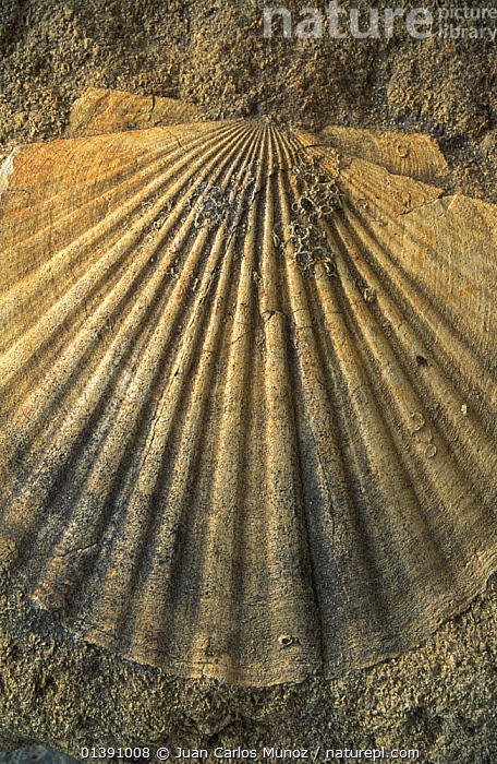Stock photo of Fossil of a Scallop shell (Pecten sp) from the lower ...