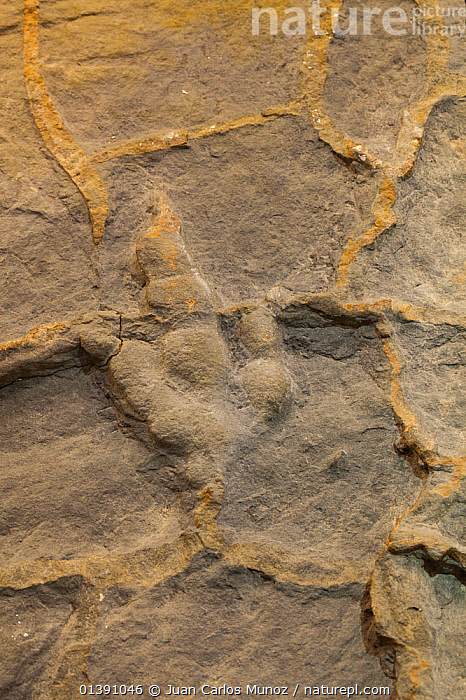 Stock photo of Fossil of footprint of three toed prehistoric reptile ...