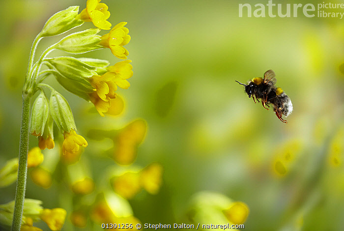 Stock photo of Buff-tailed Bumblebee (Bombus terrestris) worker bee ...
