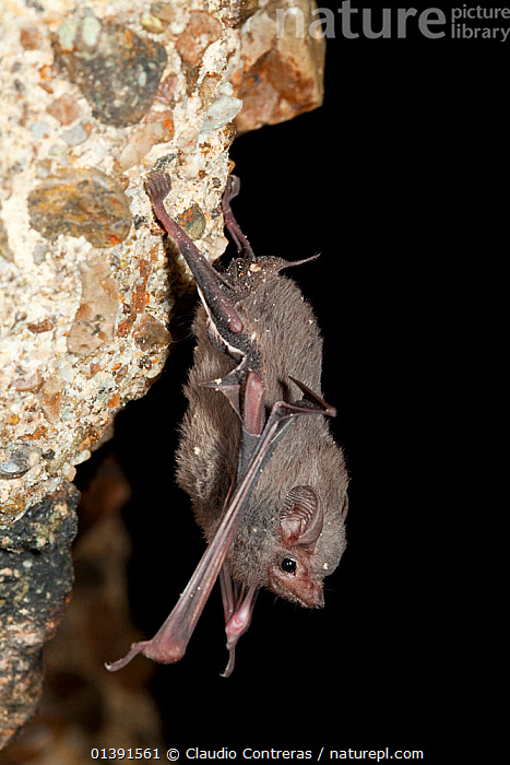 Stock photo of Gray Sac-winged Bat (Balantiopteryx plicata) clinging to ...