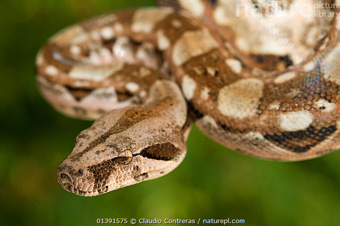 Stock photo of Boa (Boa constrictor sigma) in strike-ready pose. Maria ...
