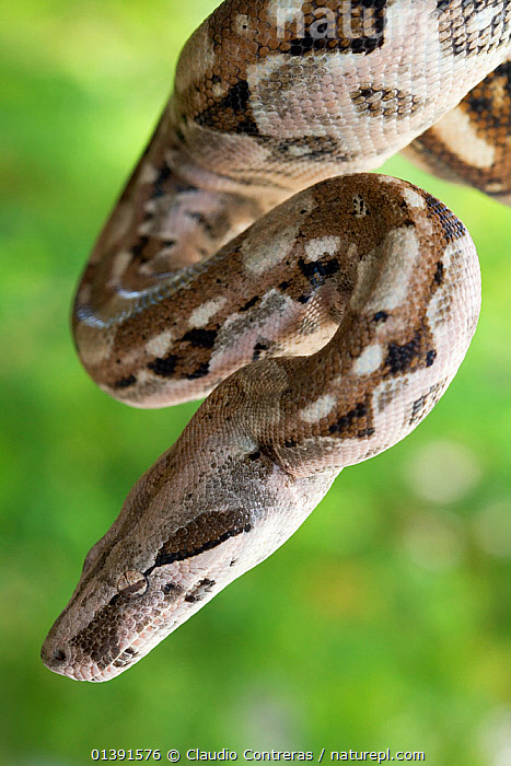 Stock photo of Boa (Boa constrictor sigma) in strike-ready pose. Maria ...