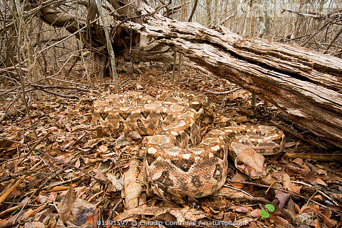 Stock photo of Boa (Boa constrictor sigma) camouflaged against leaf ...