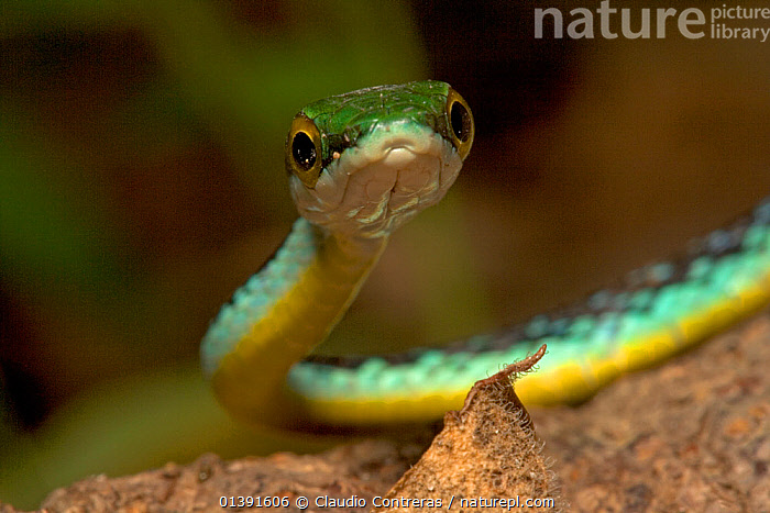Parrot Snake Wallpaper