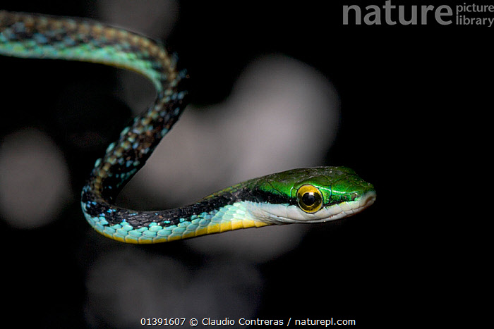 Stock photo of Parrot Snake (Leptophis diplotropis) portrait. Maria ...