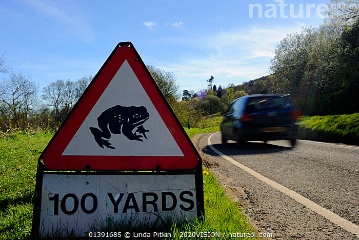 Stock photo of Toad crossing sign warning motorists about migratory ...