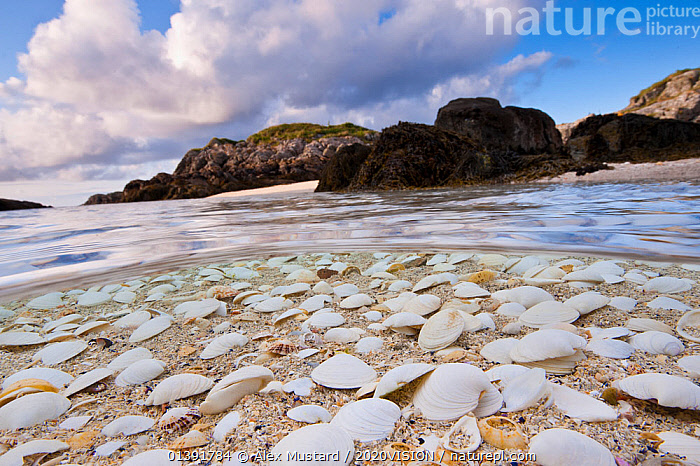 Stock photo of Mollusc shells washed up on a beach in the Cairns of ...