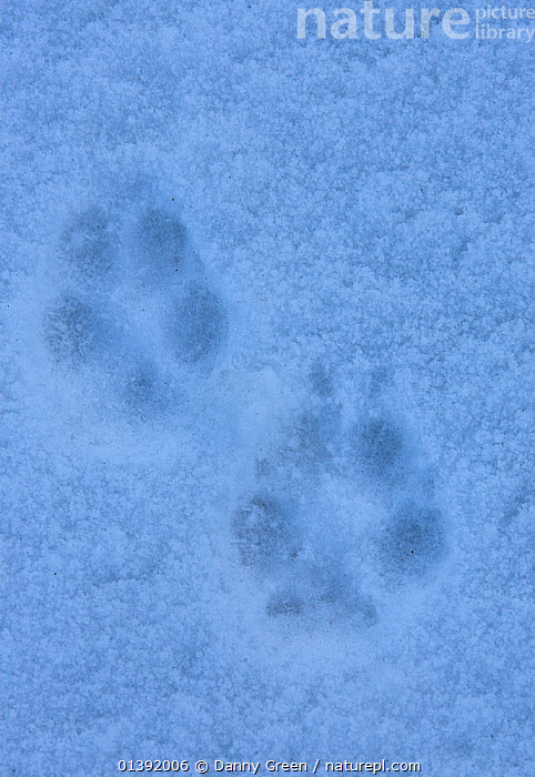 Stock photo of Arctic Fox (Vulpes lagopus) footprints in snow. Norway ...