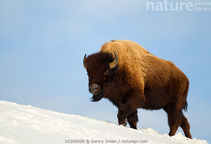 Stock photo of Bison (Bison bison) walking along snow ridge ...