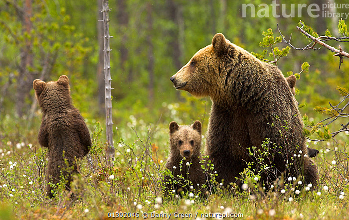 Stock photo of Brown Bear (Ursus arctos) and cubs. Finland, Europe ...