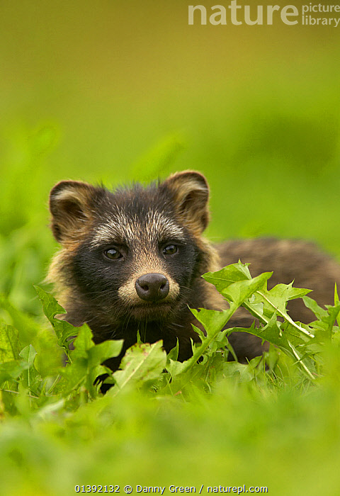 Stock photo of Raccoon Dog (Nyctereutes procyonoides). Indigenous to ...